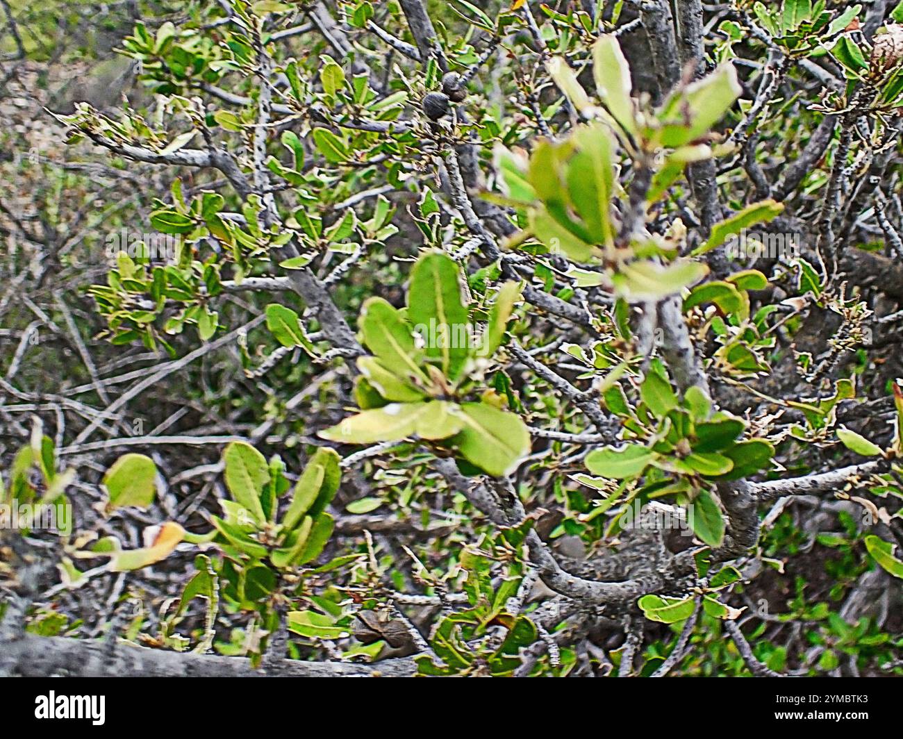 Pappea capensis hi-res stock photography and images - Alamy