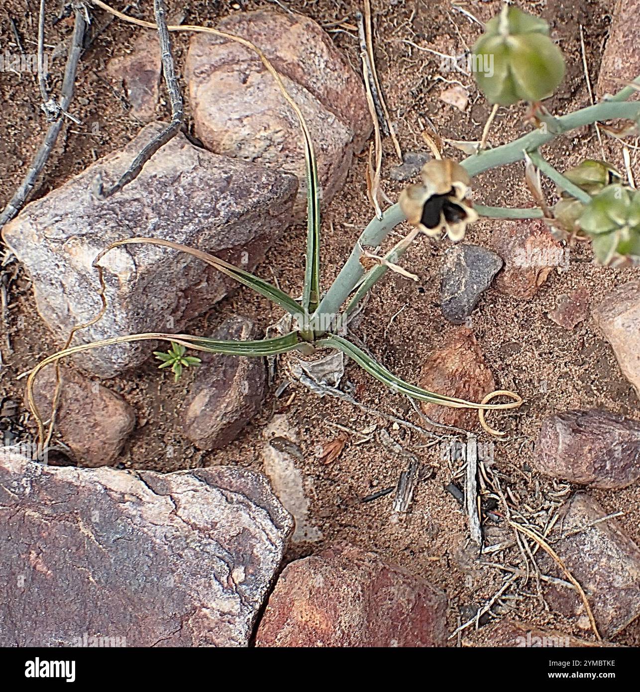 Thick Slime-lily (Albuca setosa Stock Photo - Alamy