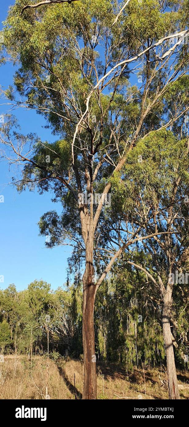 Eucalyptus crebra hi-res stock photography and images - Alamy