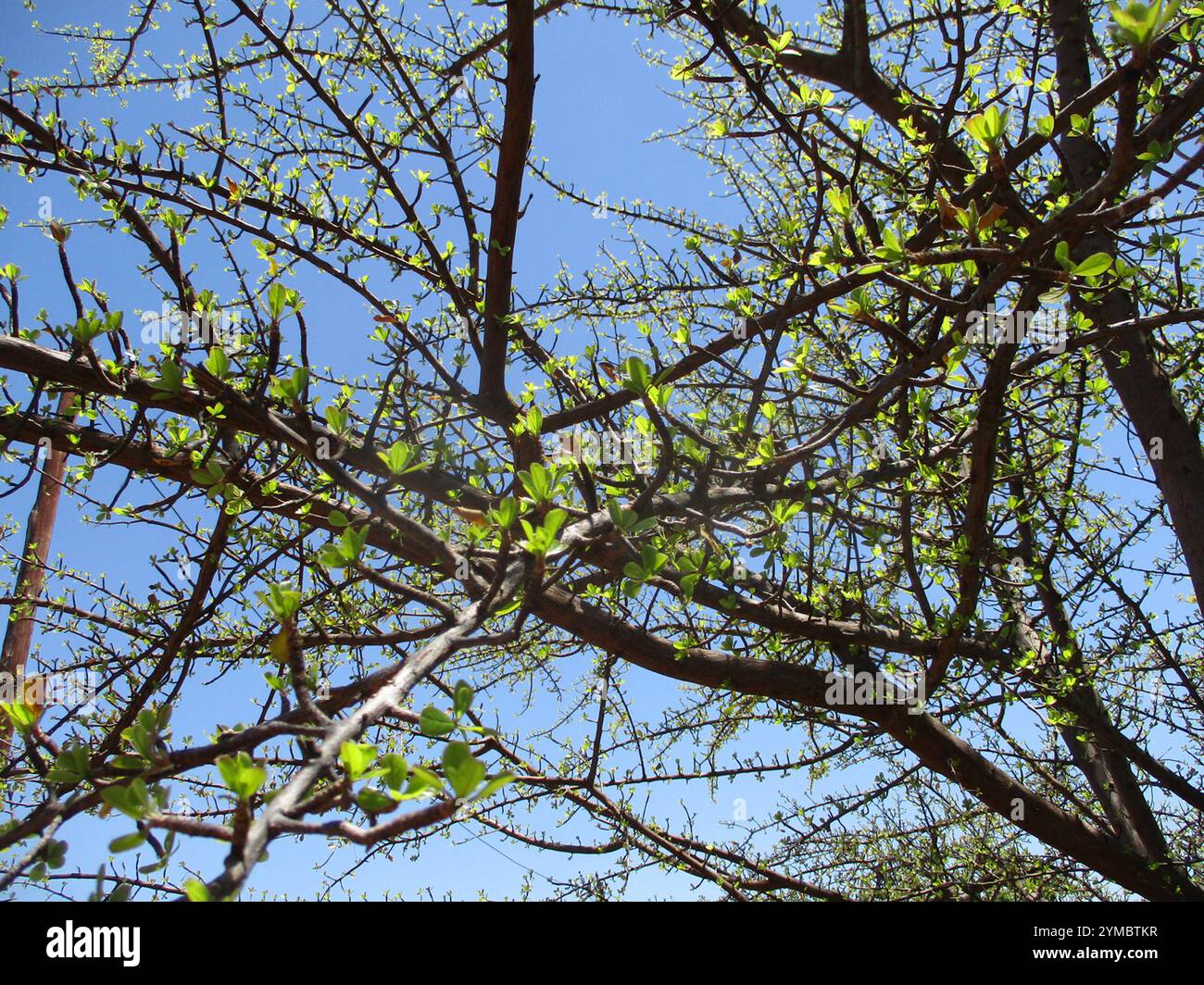 Purplepod clusterleaf (Terminalia prunioides Stock Photo - Alamy