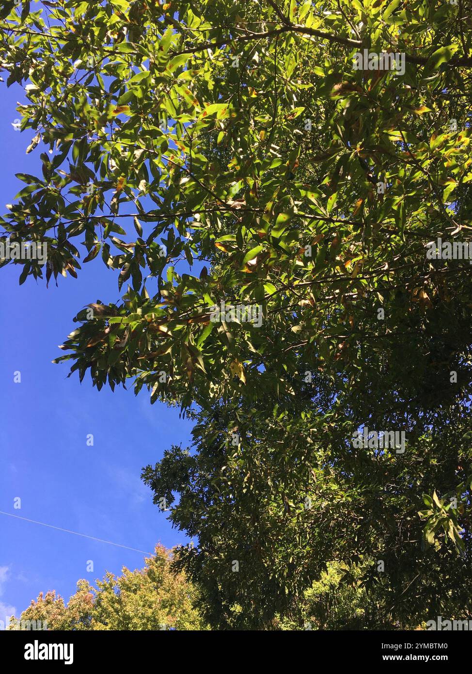 shingle oak (Quercus imbricaria Stock Photo - Alamy