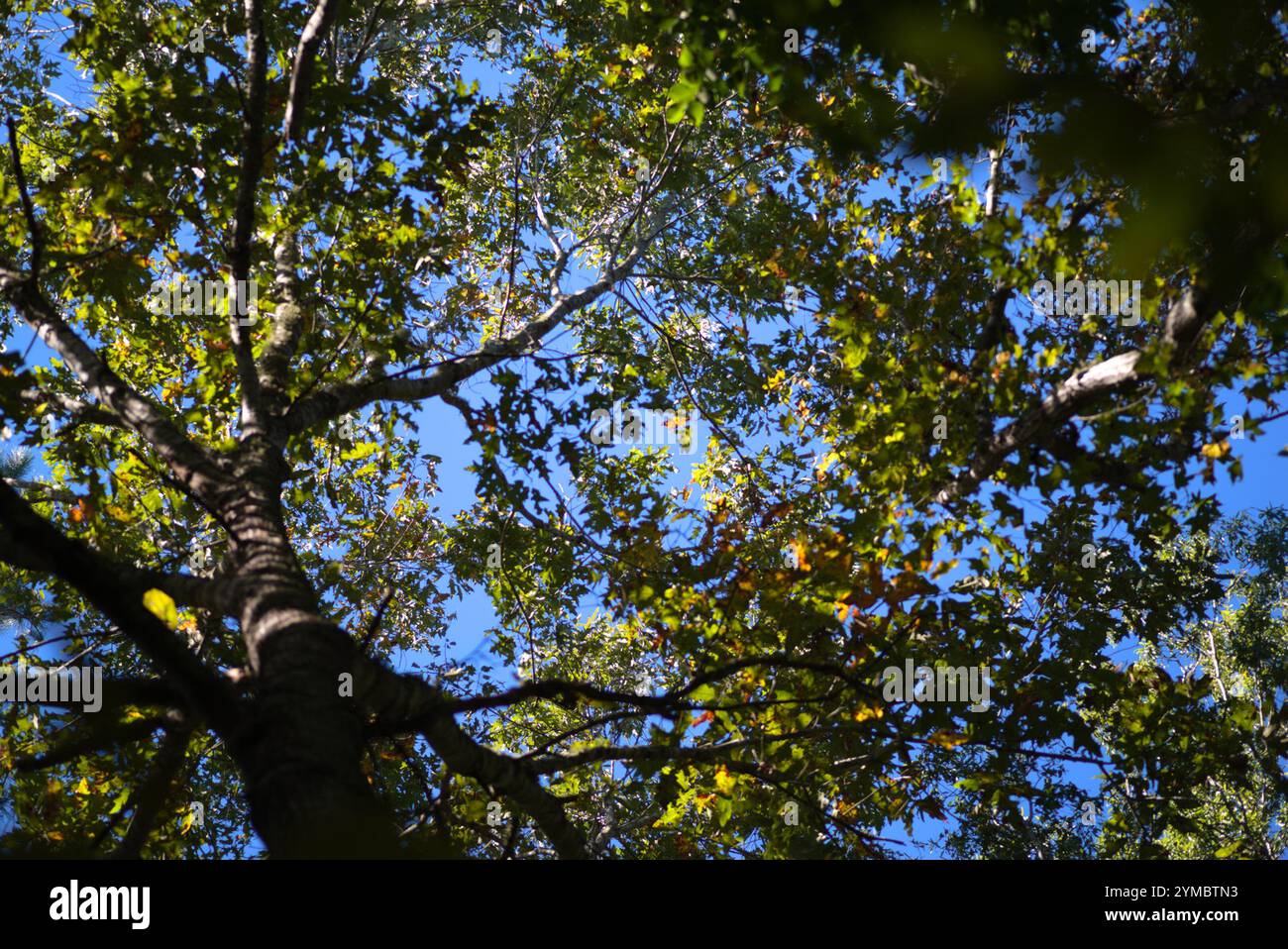 cherrybark oak (Quercus pagoda Stock Photo - Alamy