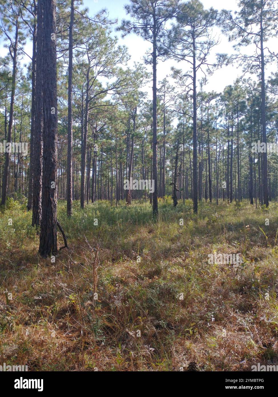 longleaf pine (Pinus palustris Stock Photo - Alamy