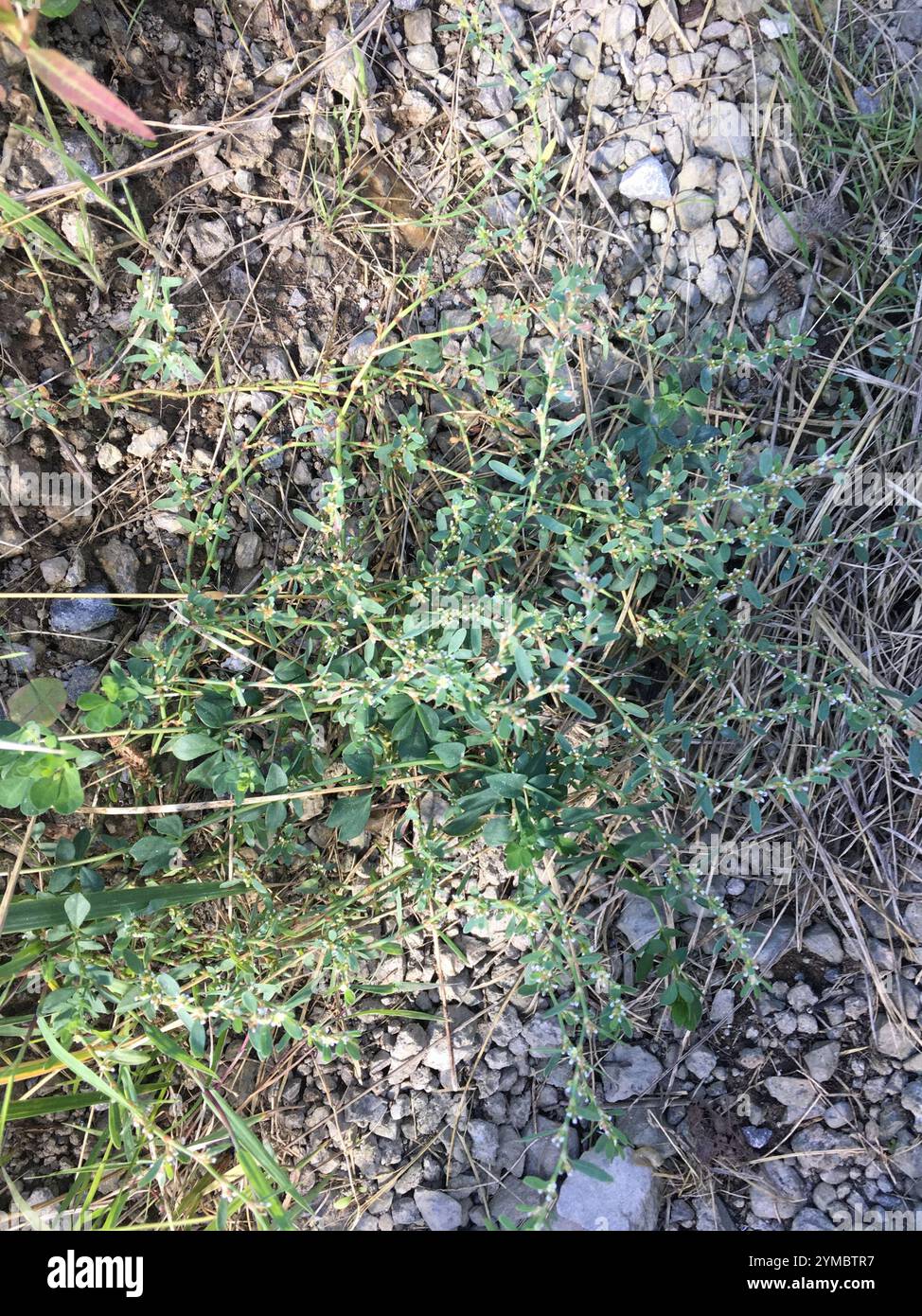 Prostrate Knotweed (Polygonum aviculare Stock Photo - Alamy