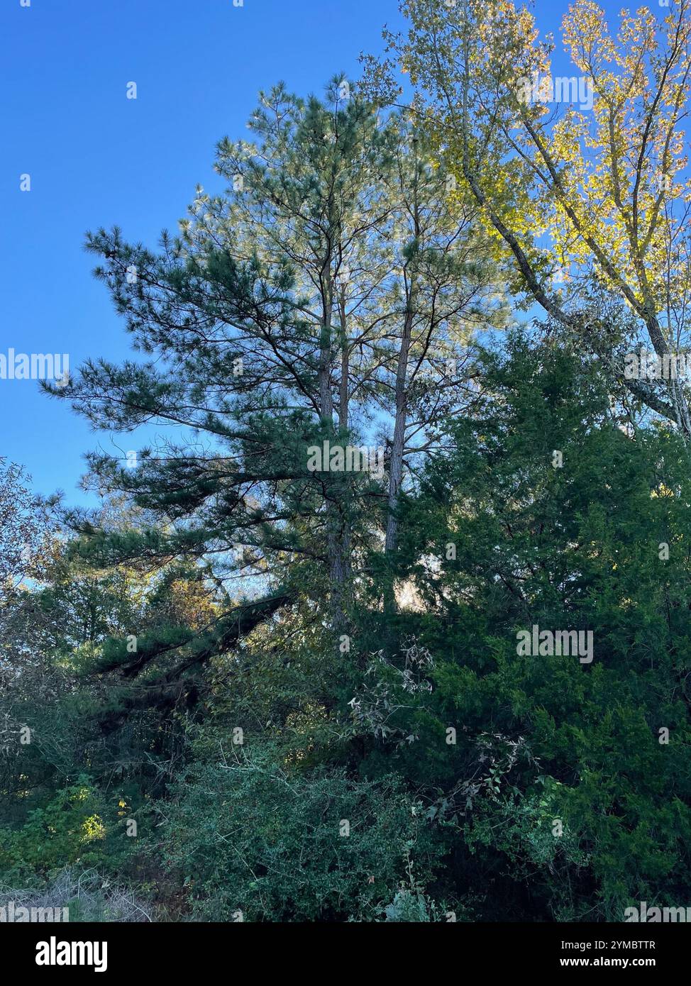 loblolly pine (Pinus taeda Stock Photo - Alamy