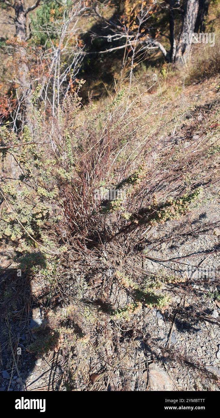 Field Sagewort (Artemisia campestris Stock Photo - Alamy