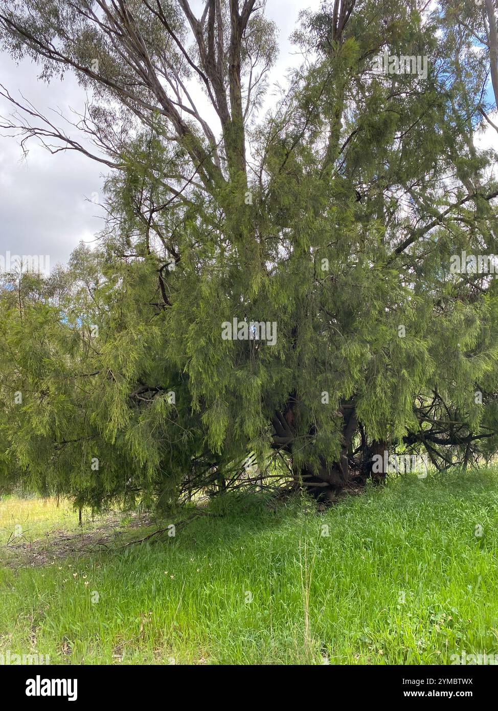 Cherry Ballart (Exocarpos cupressiformis Stock Photo - Alamy