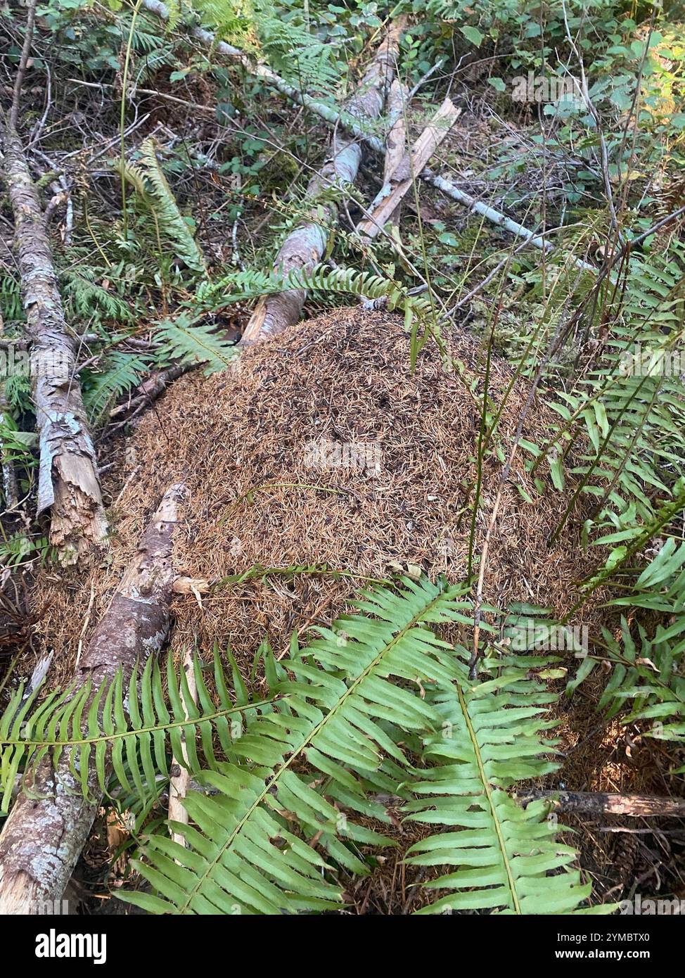 Western Thatching Ant (Formica obscuripes Stock Photo - Alamy