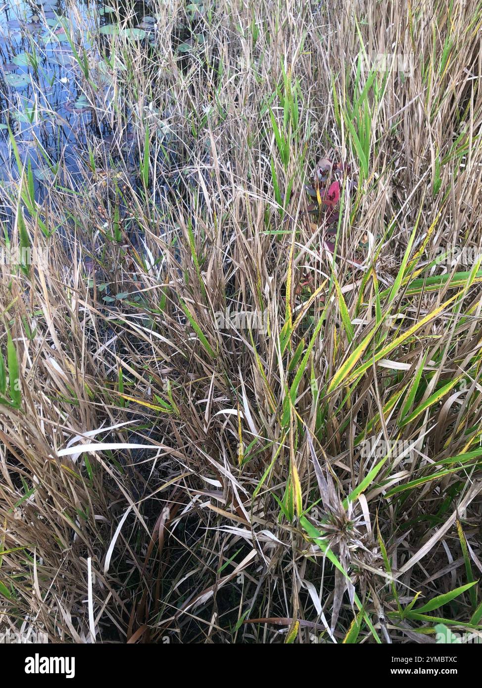 Maidencane (Panicum hemitomon Stock Photo - Alamy