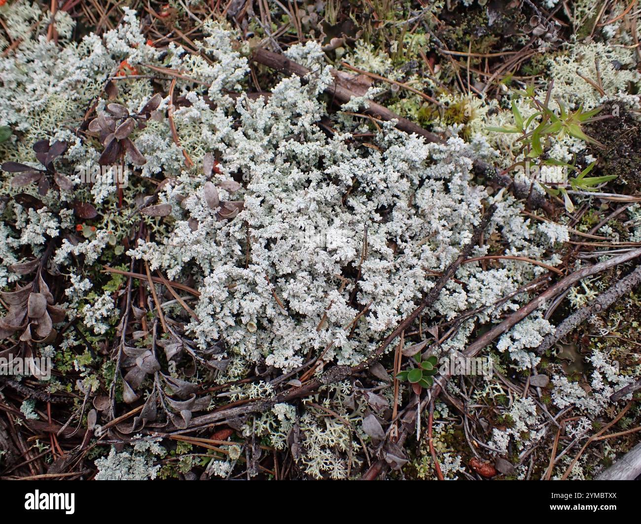common lichens (Lecanoromycetes Stock Photo - Alamy