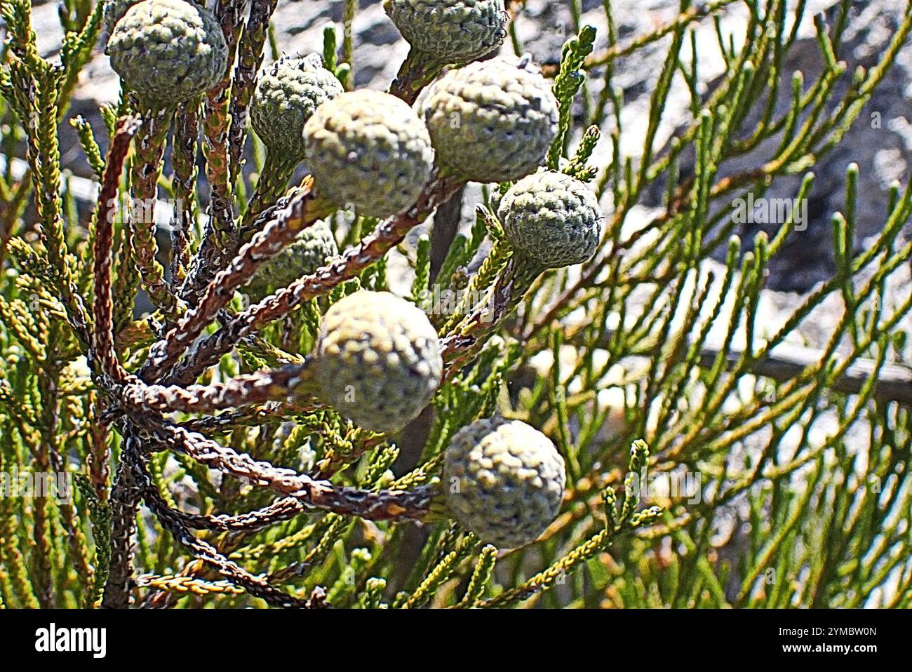 Cone Stompie (Brunia noduliflora Stock Photo - Alamy