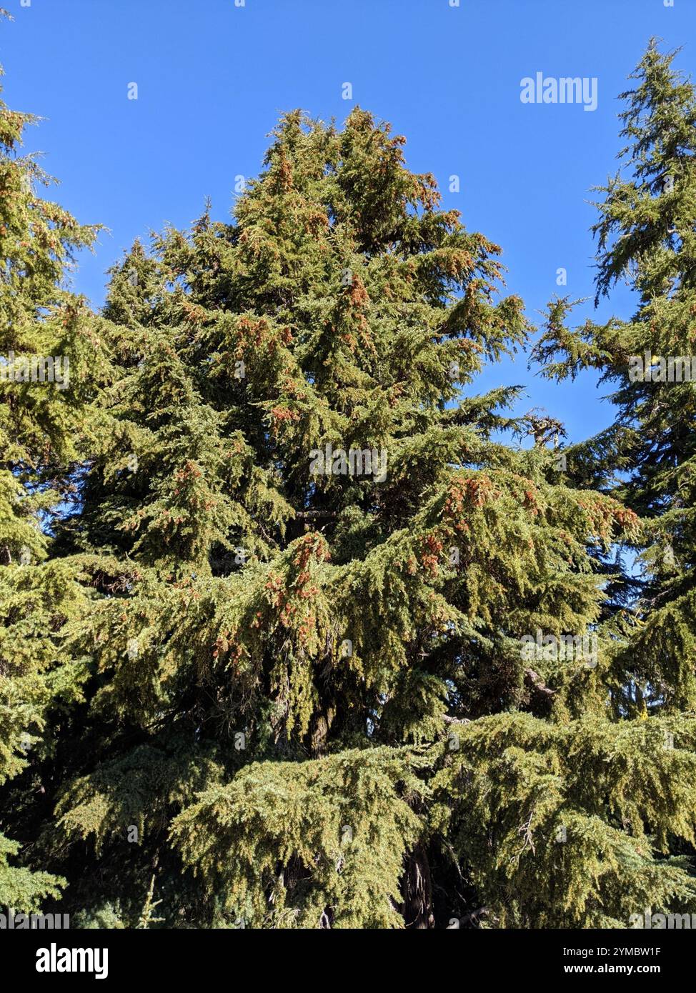 mountain hemlock (Tsuga mertensiana Stock Photo - Alamy