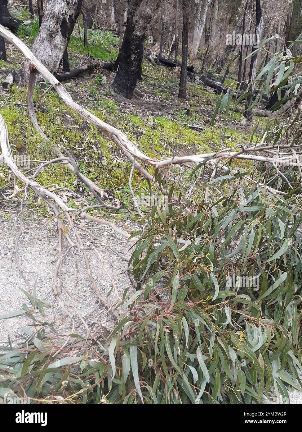 Long-leaved Box (Eucalyptus goniocalyx Stock Photo - Alamy