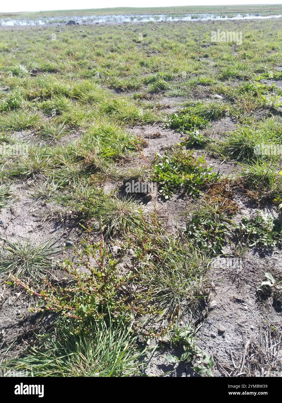 oak-leaved goosefoot (Oxybasis glauca Stock Photo - Alamy