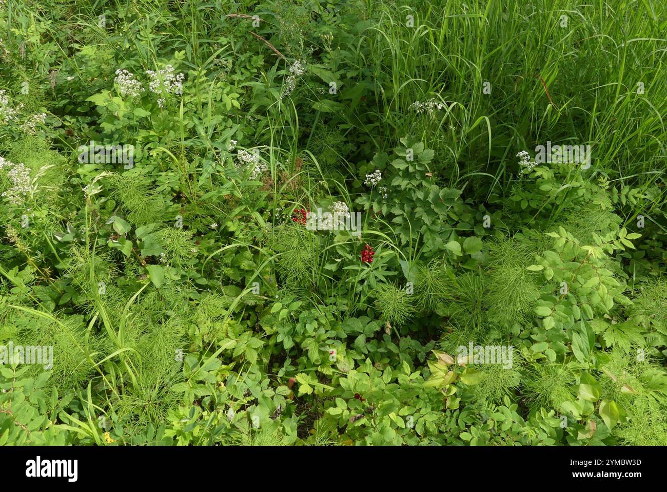red baneberry (Actaea rubra Stock Photo - Alamy