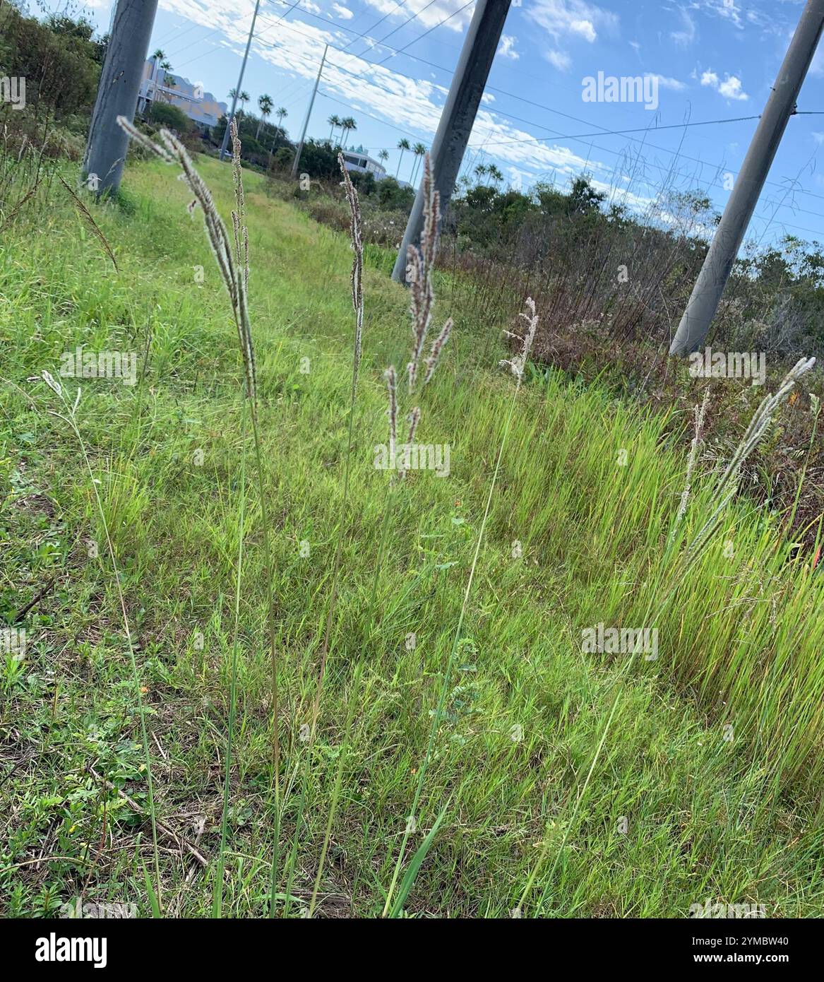 Vasey Grass (Paspalum urvillei Stock Photo - Alamy