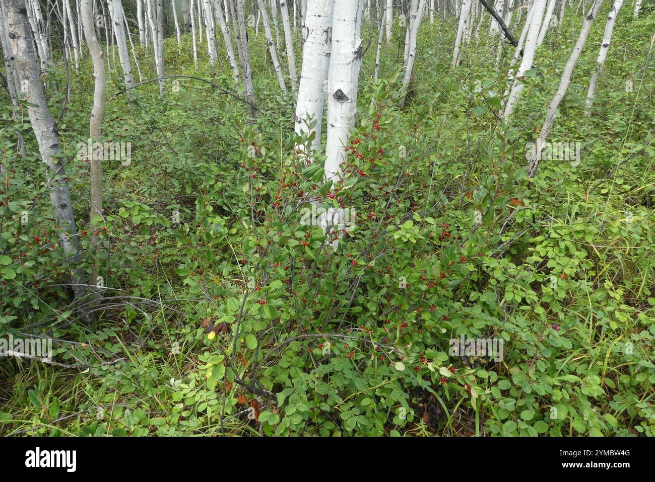 Canadian buffalo-berry (Shepherdia canadensis Stock Photo - Alamy