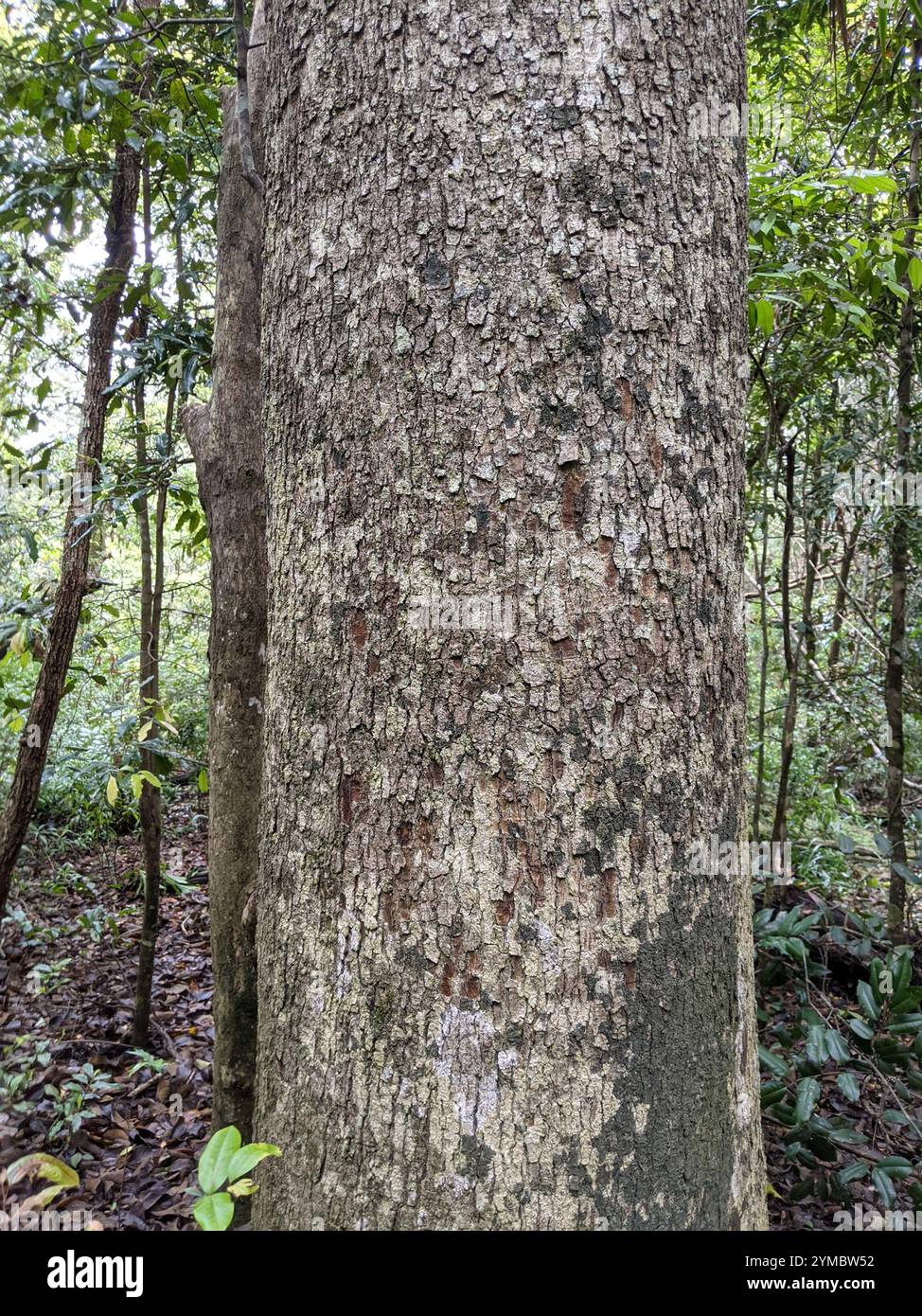 Gmelina leichhardtii hi-res stock photography and images - Alamy