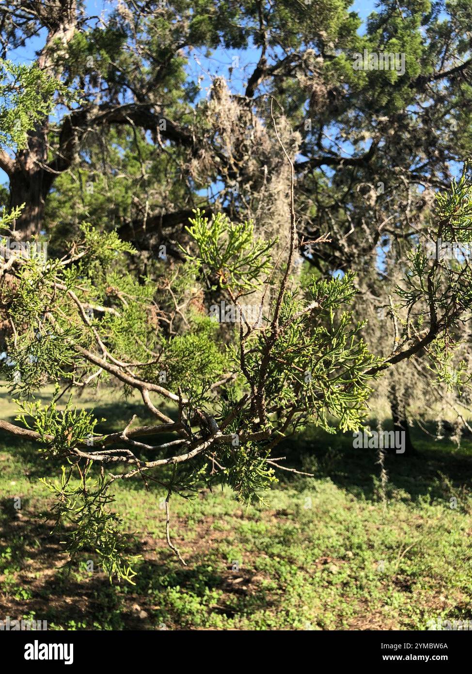 Ashe juniper (Juniperus ashei Stock Photo - Alamy