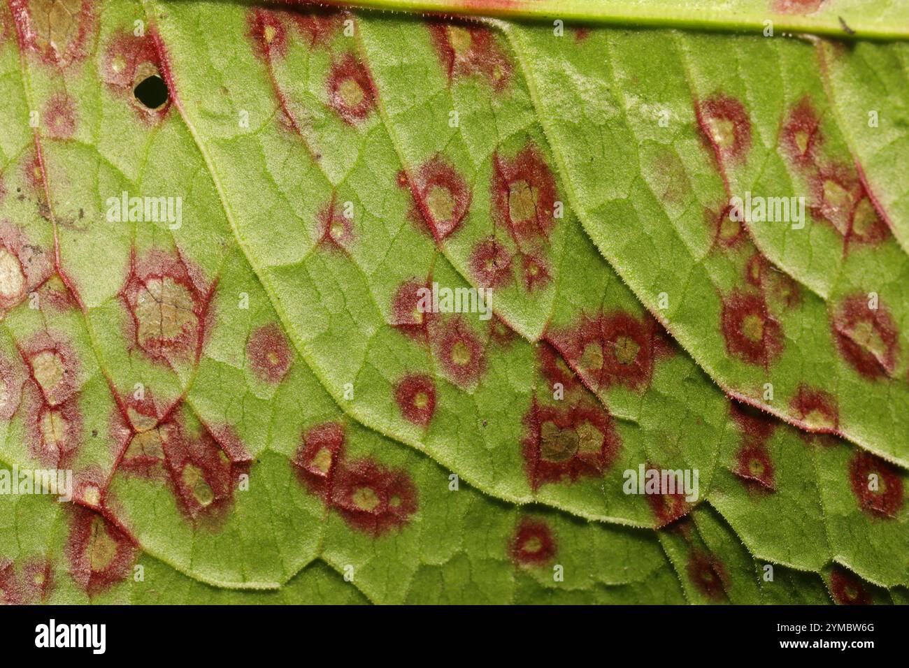 Red Dock Spot (Ramularia rubella Stock Photo - Alamy