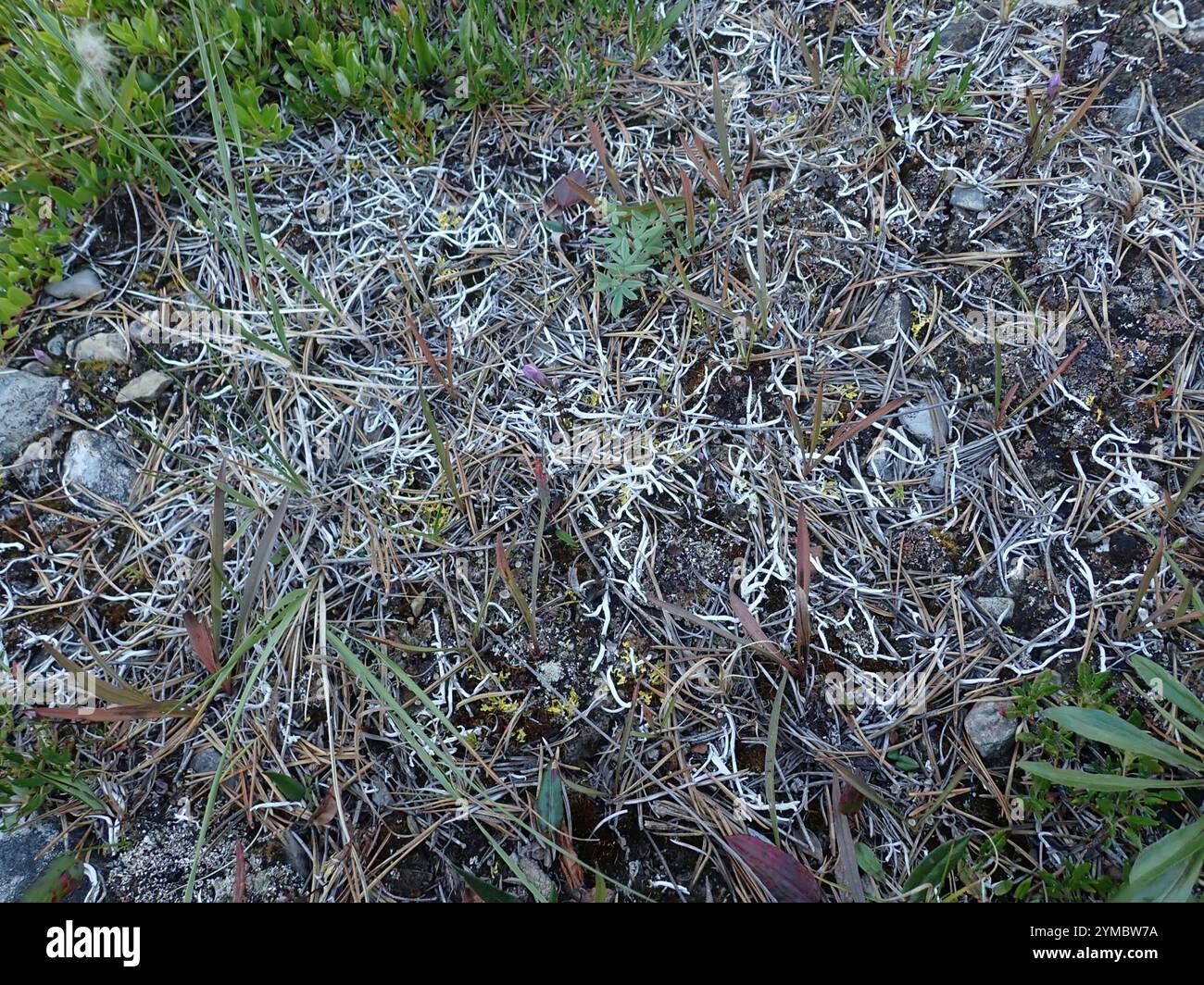 Whiteworm Lichen (Thamnolia vermicularis Stock Photo - Alamy