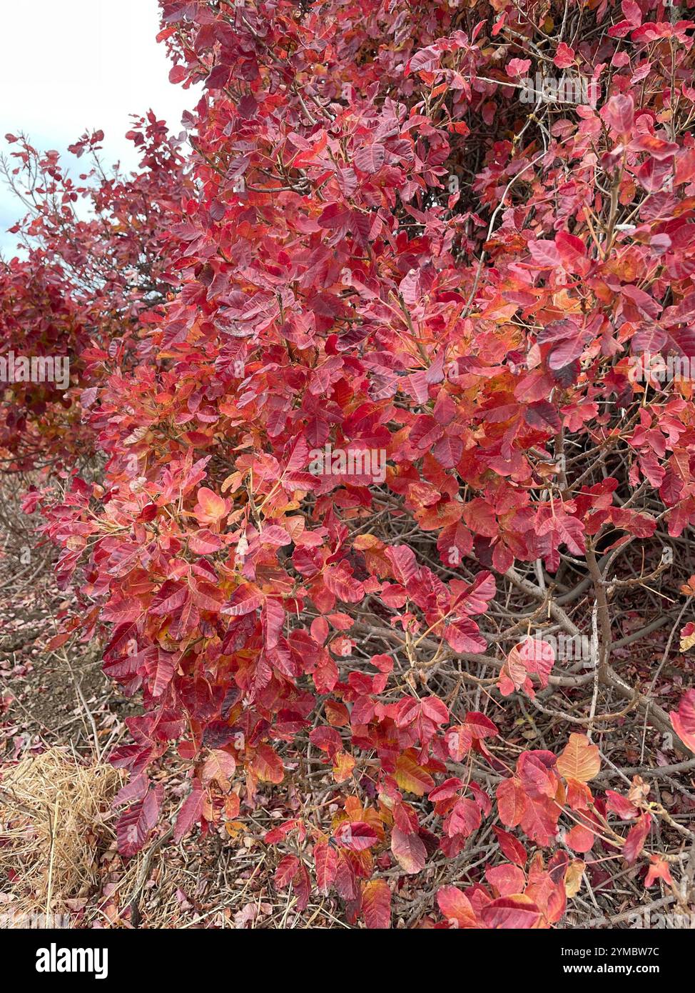 Pacific poison oak (Toxicodendron diversilobum Stock Photo - Alamy