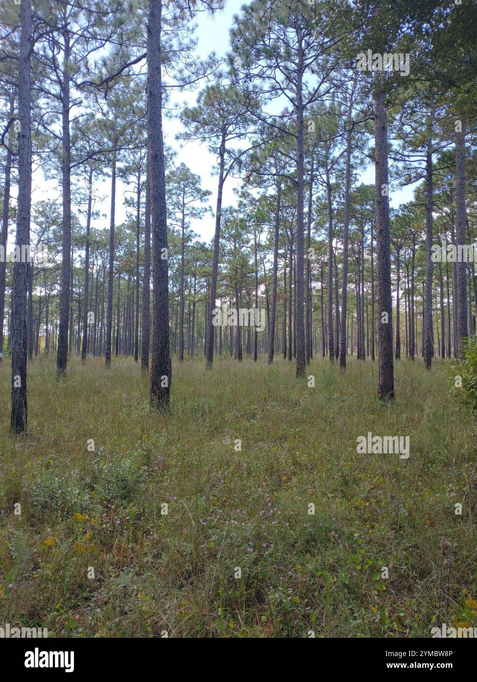 longleaf pine (Pinus palustris Stock Photo - Alamy