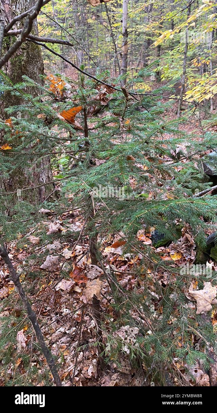 red spruce (Picea rubens Stock Photo - Alamy