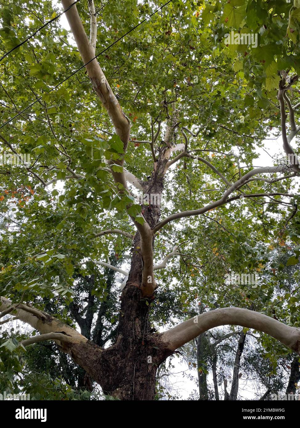 American sycamore (Platanus occidentalis Stock Photo - Alamy