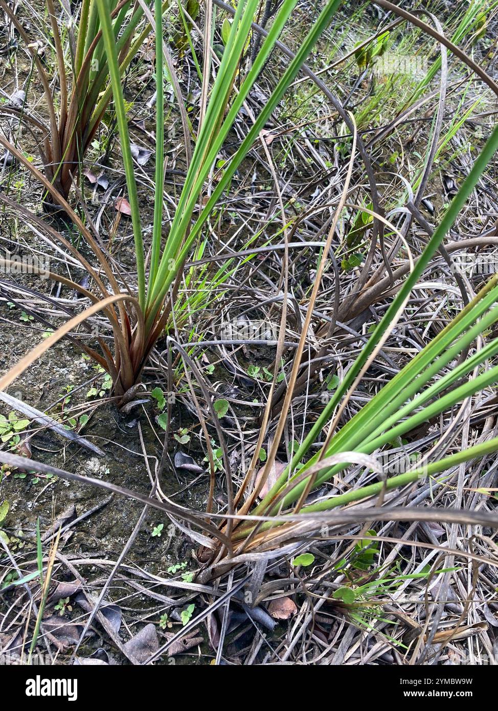 Jamaica swamp sawgrass (Cladium mariscus jamaicense Stock Photo - Alamy