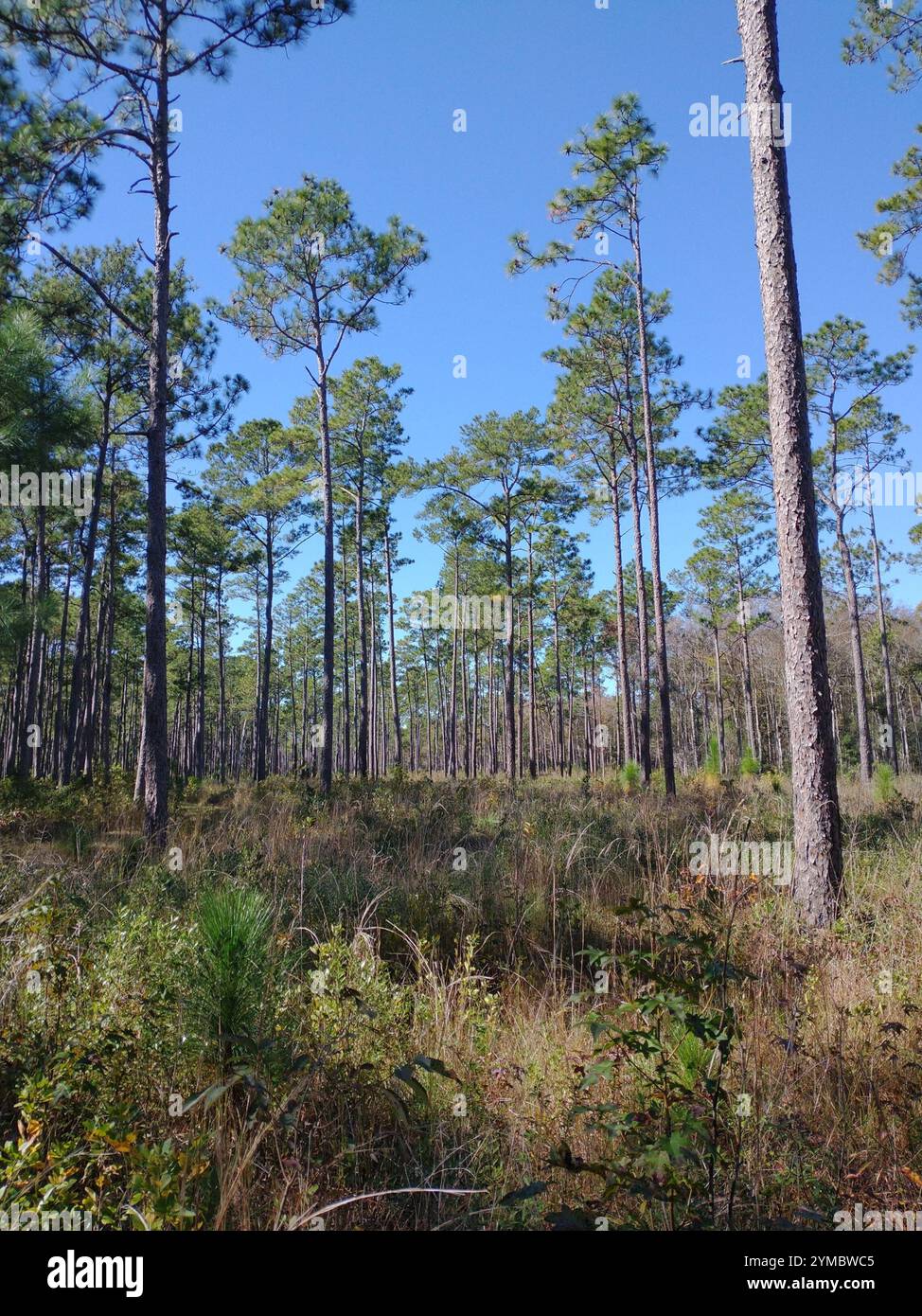 longleaf pine (Pinus palustris Stock Photo - Alamy
