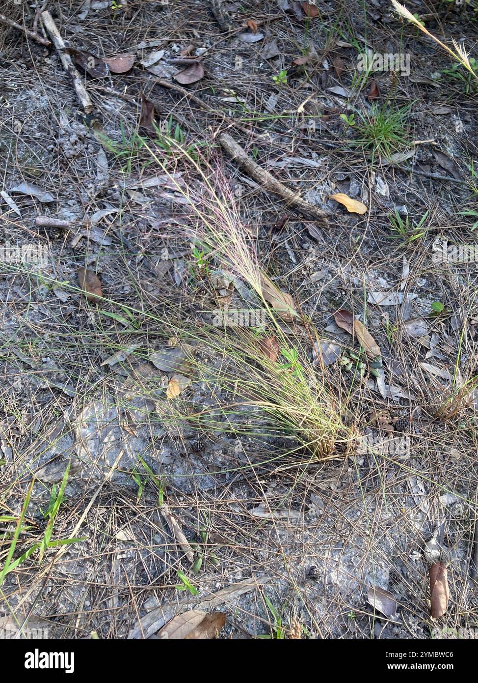 Hairawn Muhly (Muhlenbergia capillaris Stock Photo - Alamy