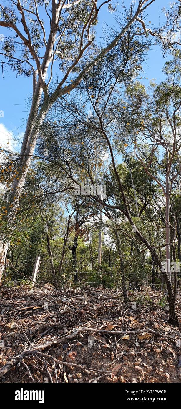 winged broom-pea (Jacksonia scoparia Stock Photo - Alamy