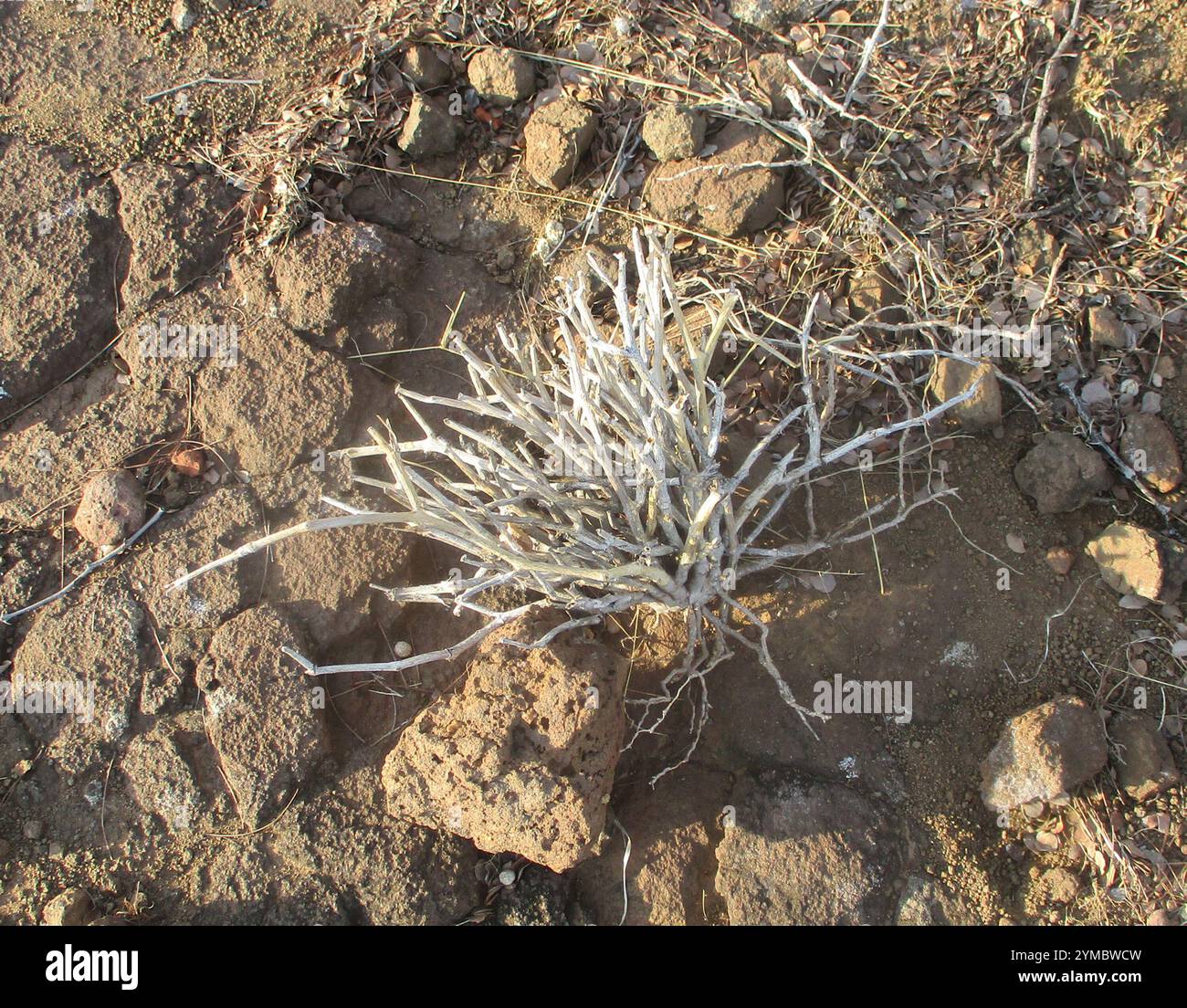 Caustic vine hi-res stock photography and images - Alamy