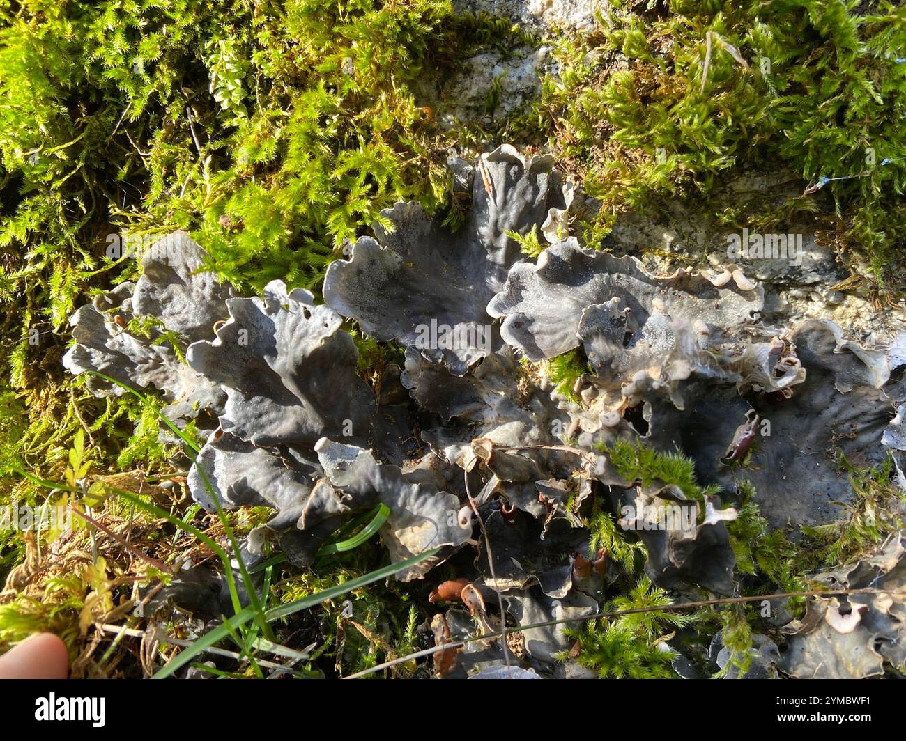 dog pelt lichen (Peltigera canina Stock Photo - Alamy