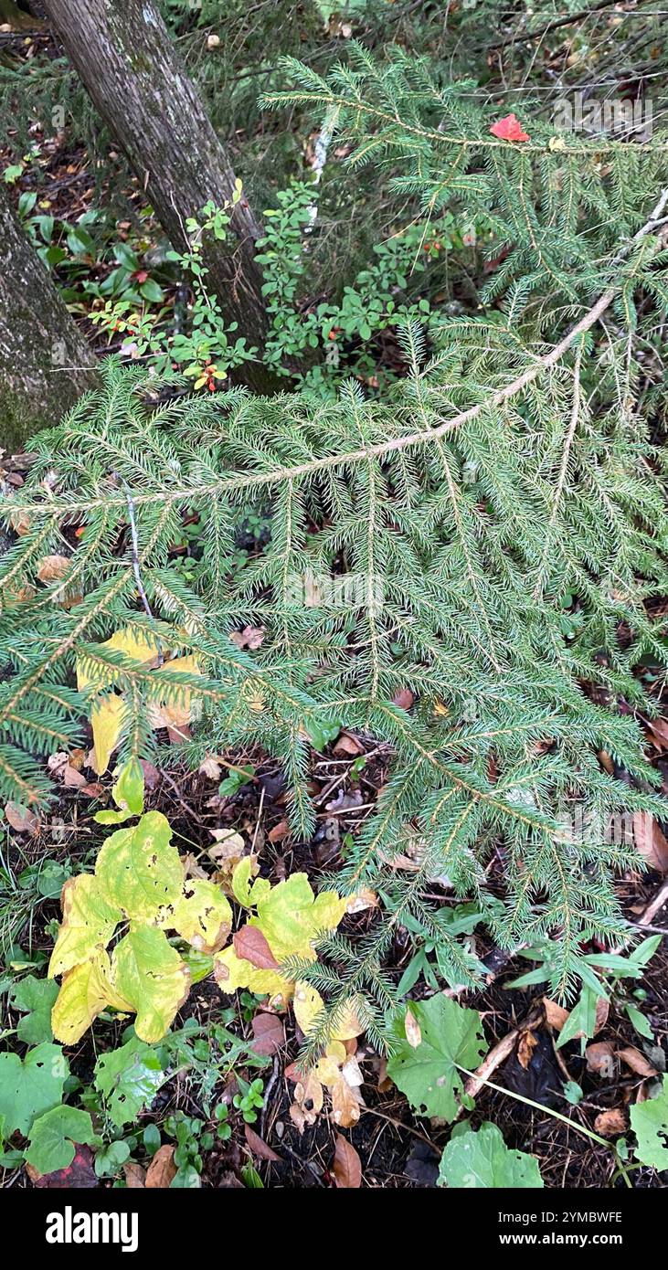 red spruce (Picea rubens Stock Photo - Alamy