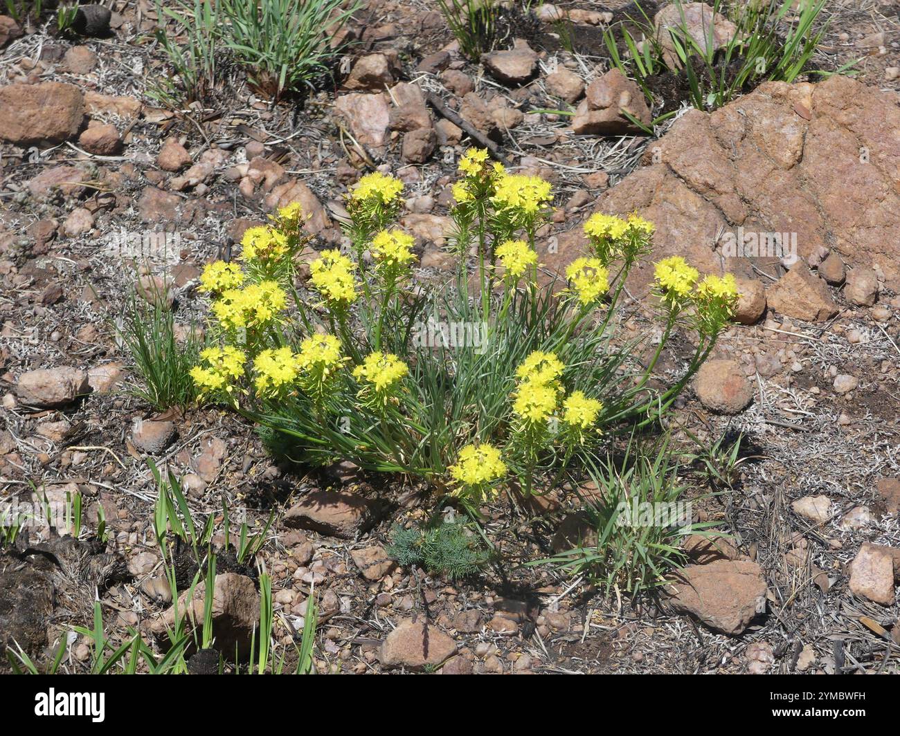 scented grass bulbine (Bulbine capitata Stock Photo - Alamy