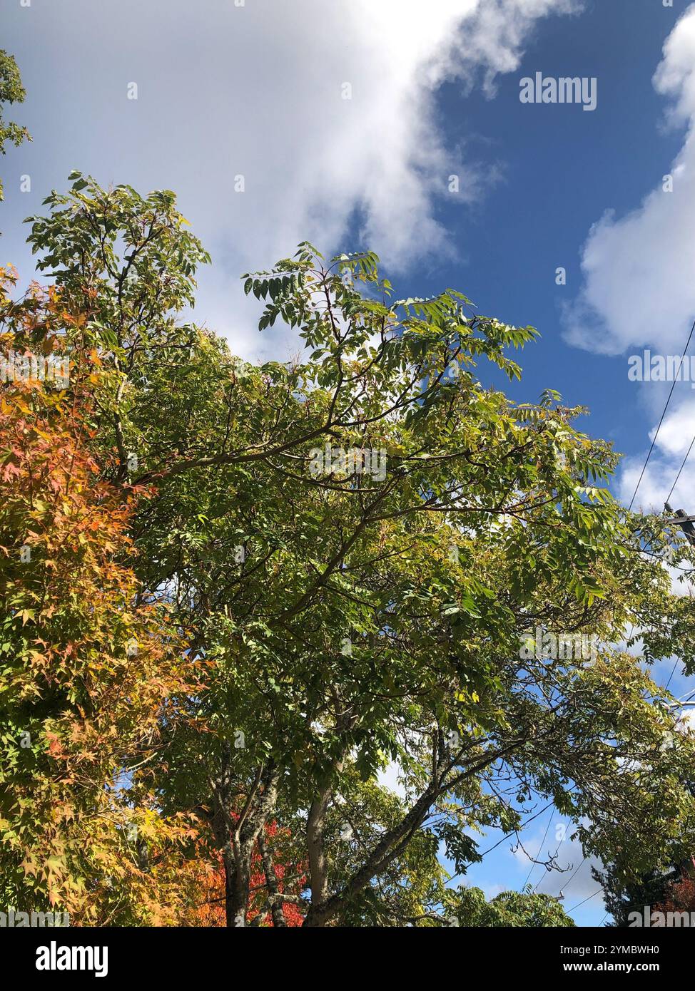 tree-of-heaven (Ailanthus altissima Stock Photo - Alamy