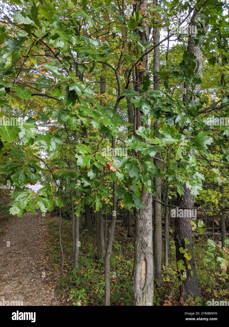 black oak (Quercus velutina Stock Photo - Alamy