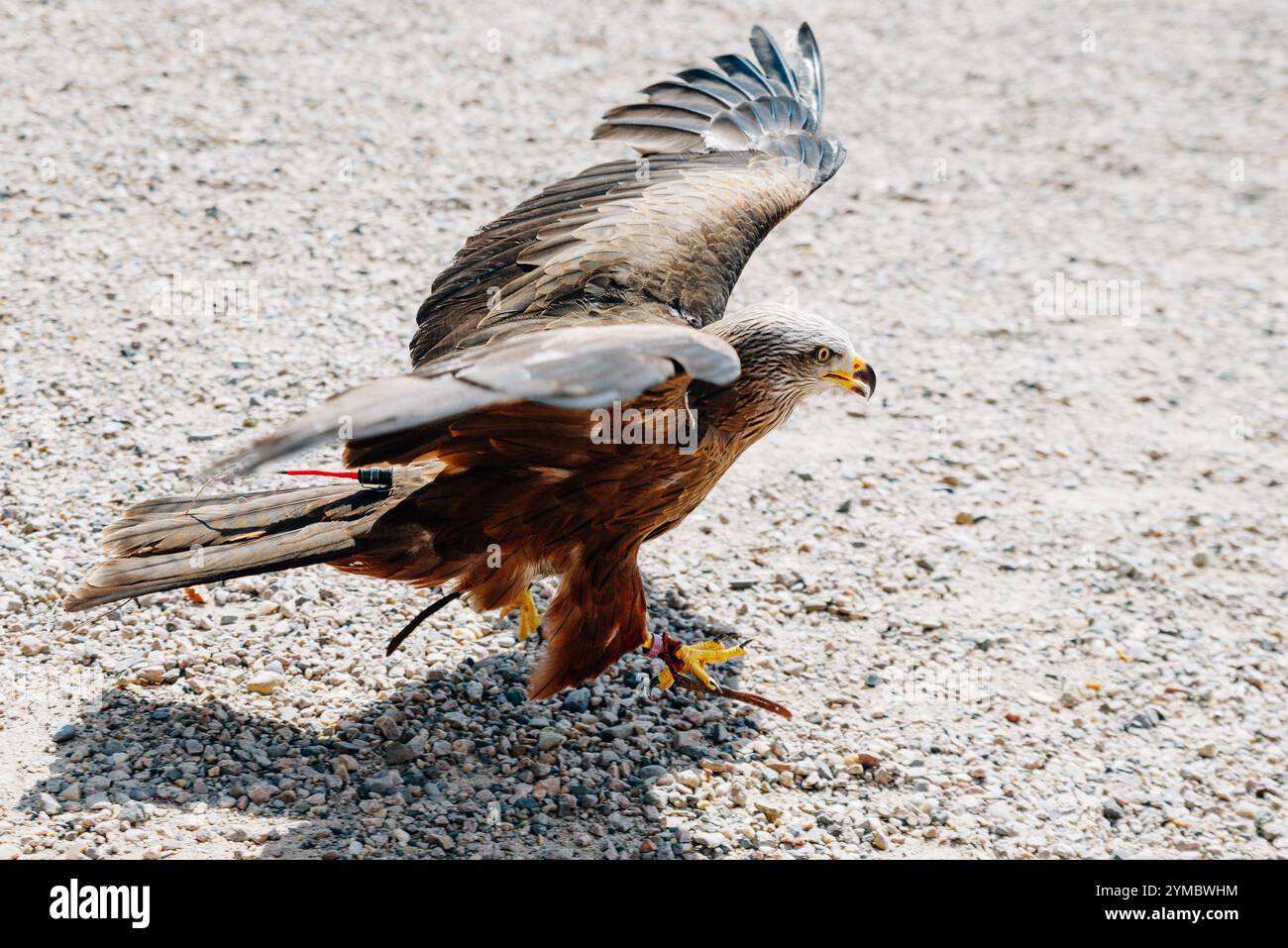 Eagle walking hi-res stock photography and images - Alamy