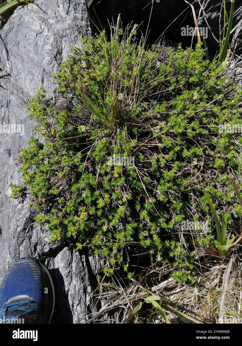Pearl fruit (Margyricarpus pinnatus Stock Photo - Alamy