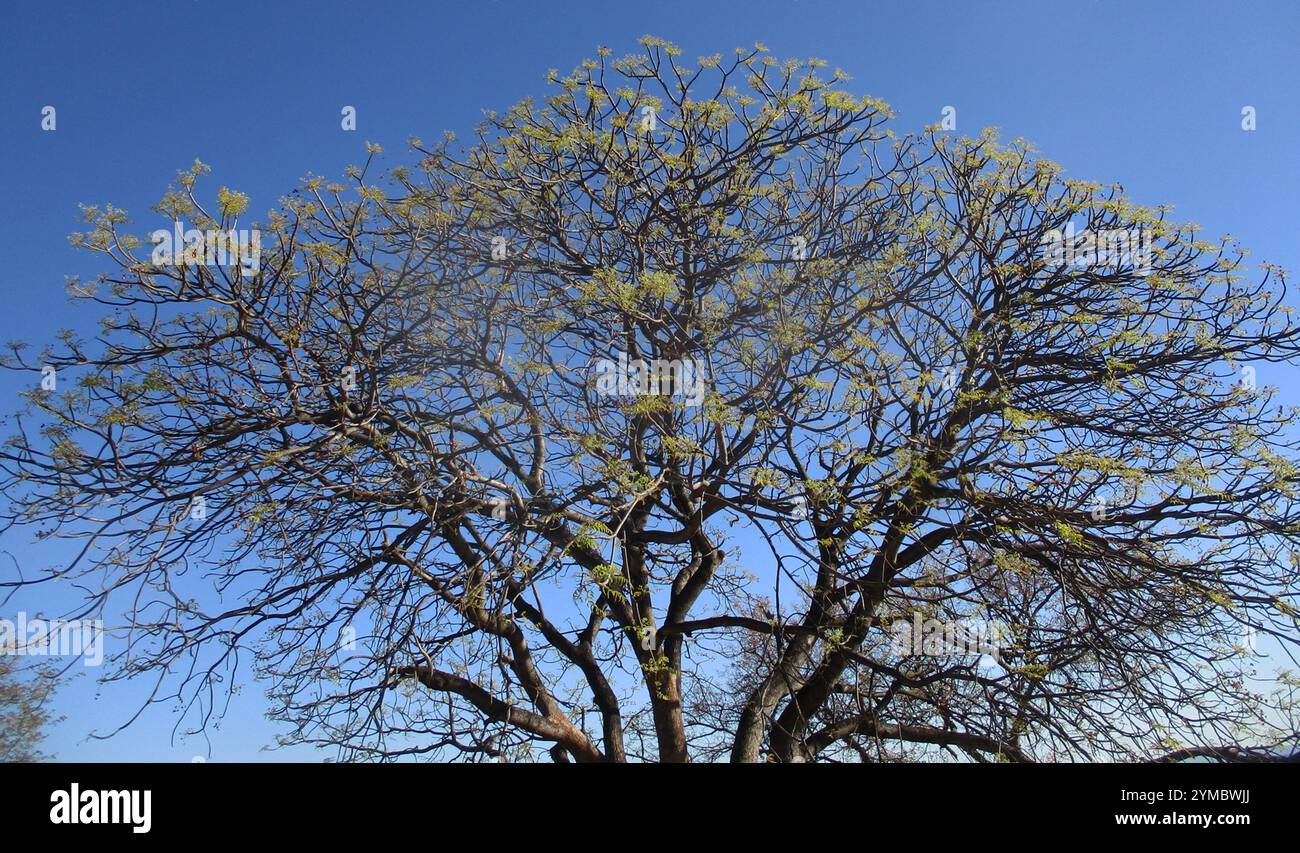 Kirkia (Kirkia acuminata Stock Photo - Alamy