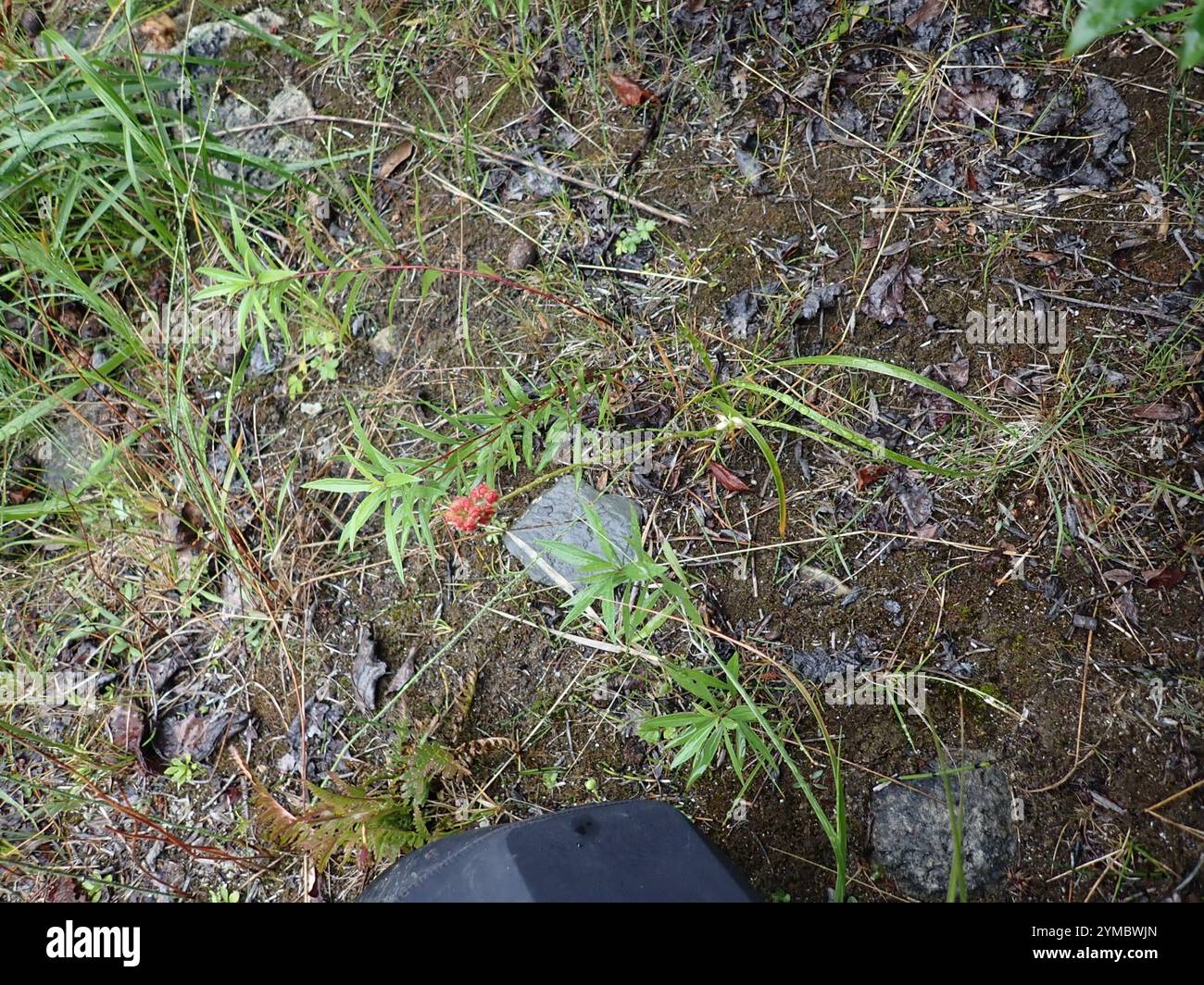 Sticky False Asphodel (Triantha glutinosa Stock Photo - Alamy