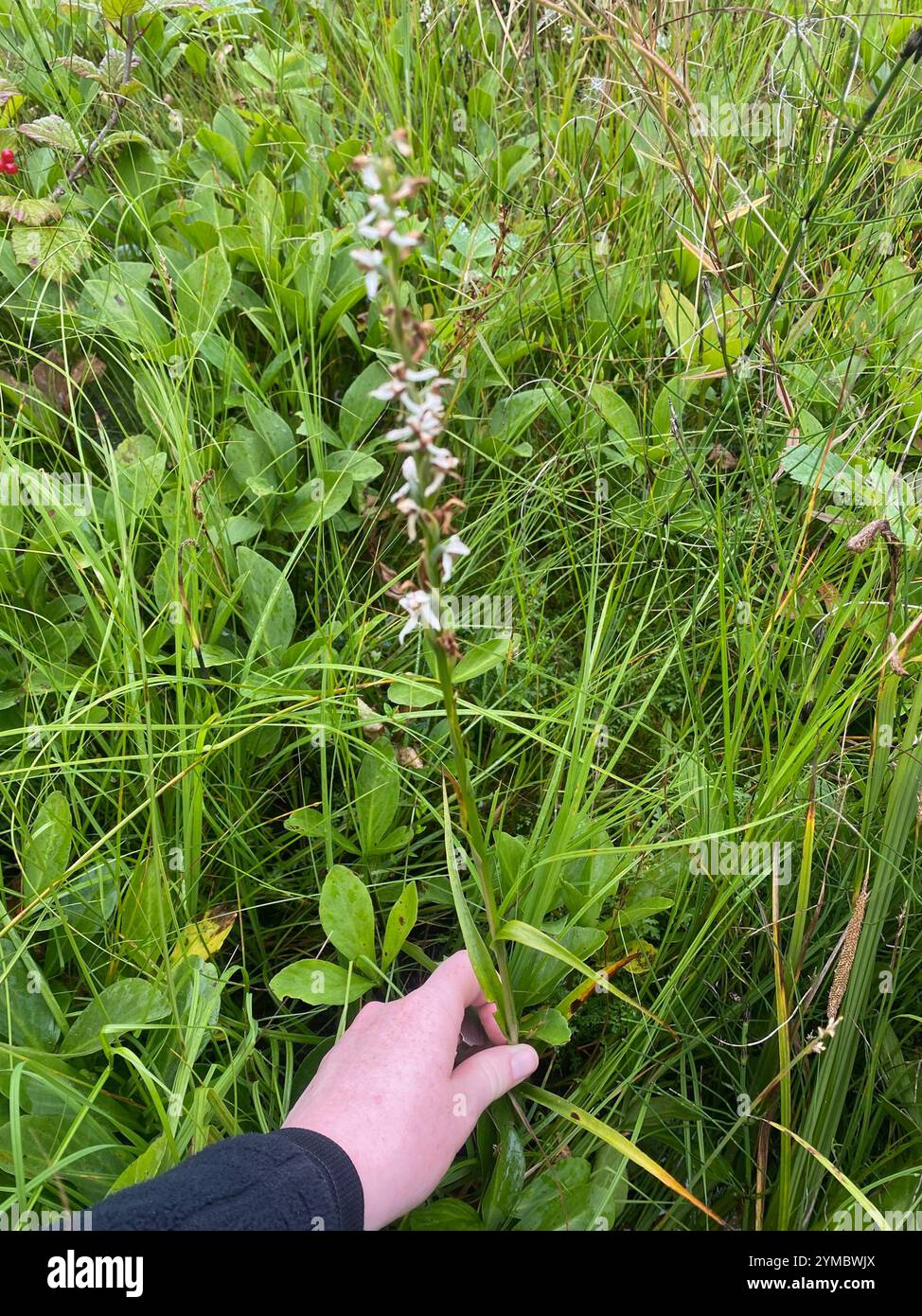 white bog orchid (Platanthera dilatata Stock Photo - Alamy