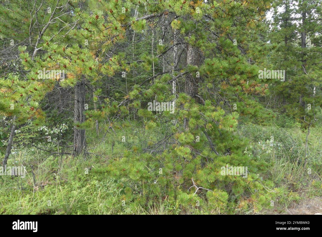 lodgepole pine (Pinus contorta Stock Photo - Alamy