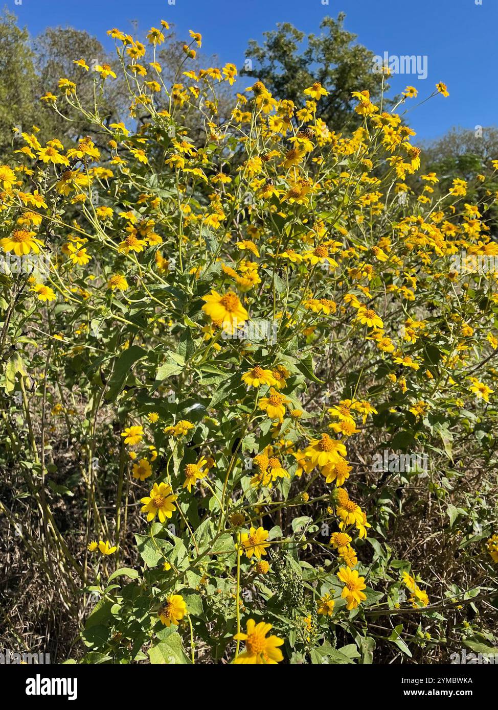 Toothleaf Goldeneye (Viguiera dentata Stock Photo - Alamy