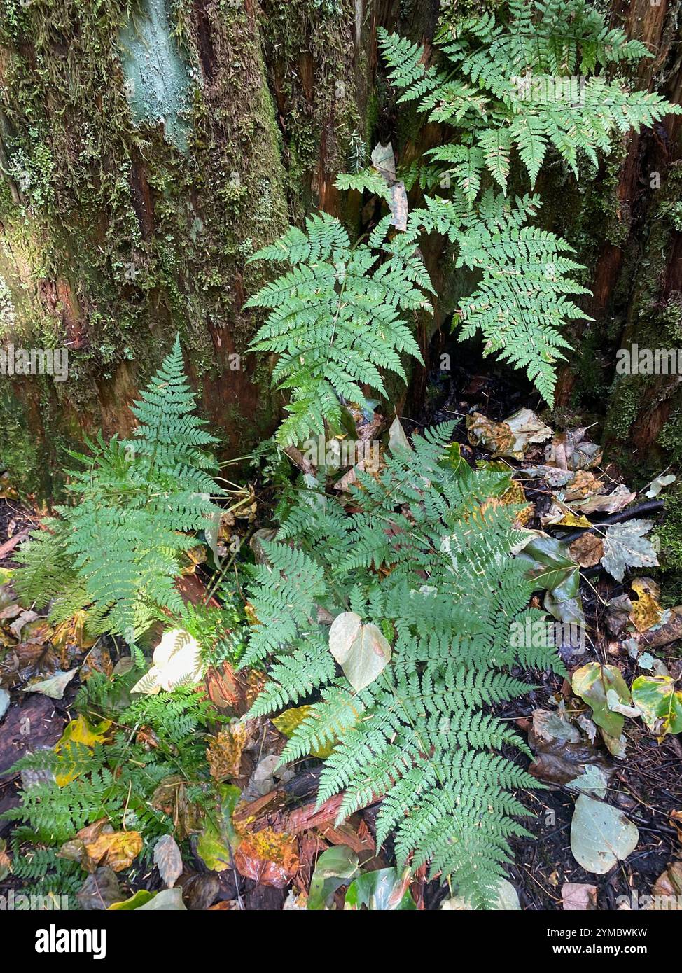 spreading wood fern (Dryopteris expansa Stock Photo - Alamy