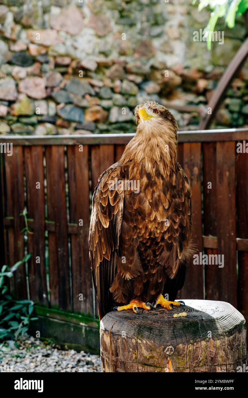 a great eagle walking on the ground Stock Photo - Alamy