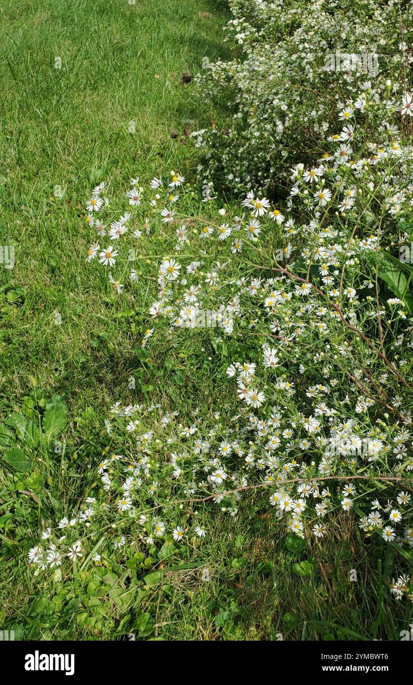 hairy white oldfield aster (Symphyotrichum pilosum Stock Photo - Alamy