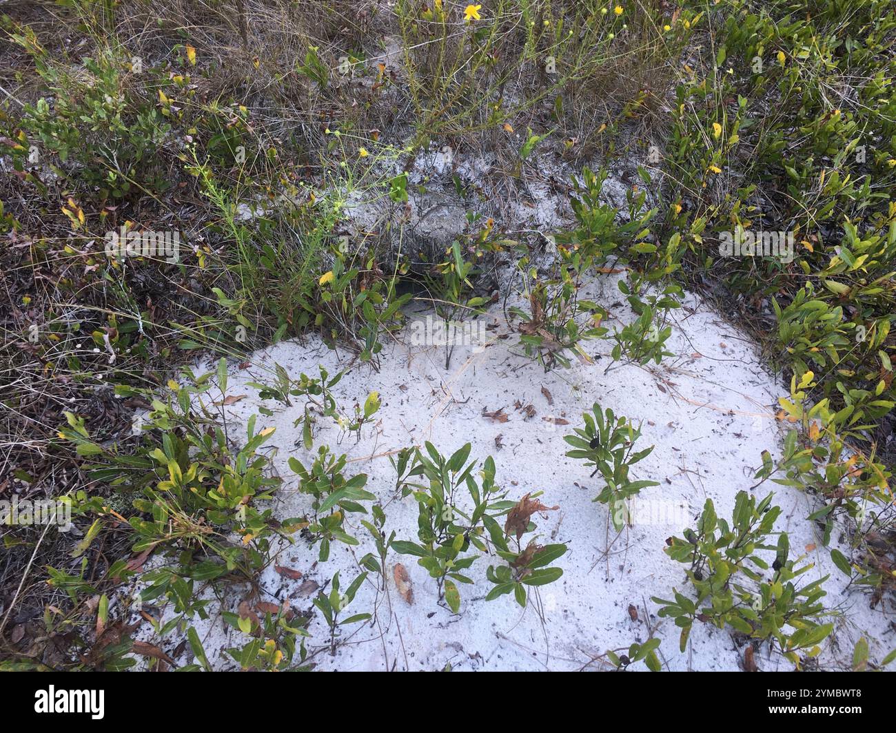Gopher Tortoise (Gopherus polyphemus Stock Photo - Alamy